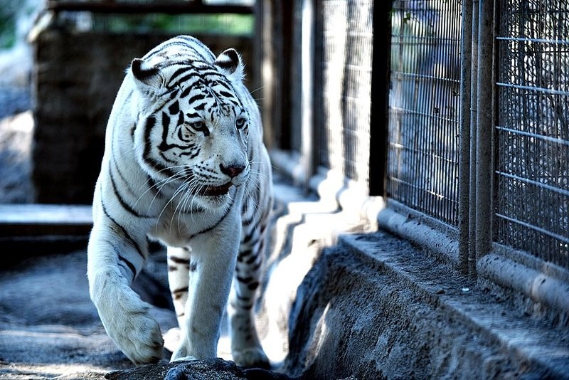 Murió una tigresa blanca de 13 años en el Zoo de La Plata