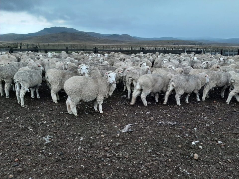 Compensación económica para productores de lana ovina